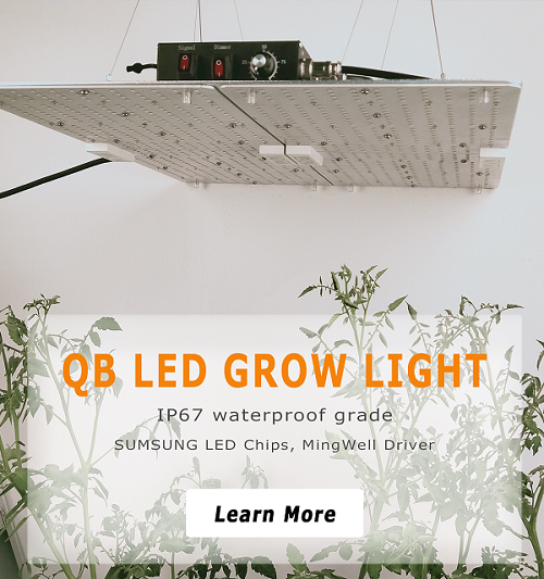 New Product Release! High-Quality Quantum Board LED Grow Light for the ...