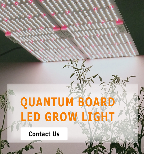 New Product Release! High-Quality Quantum Board LED Grow Light for the ...